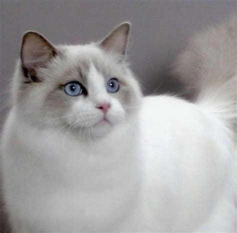 랙돌 고양이 키우기 분양 성묘 성격 유전병렉돌 기본정보 특징 포토 사진 개냥이 네이버 블로그