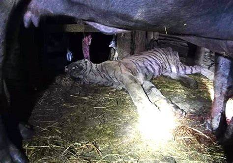 Buffalo Kills Tiger In Makawanpur Nepal Press