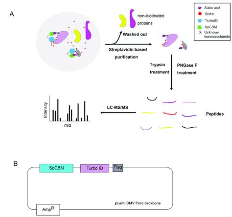 A Schedule Of TurboID Mediated SpCBM Proximity Labelling For The Download Scientific Diagram