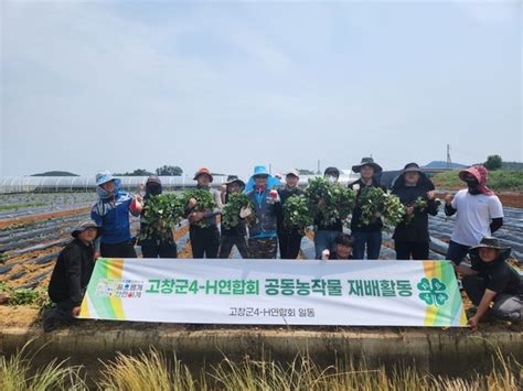 고창군4 H연합회 공동과제포 고구마 심기 행사 펼쳐