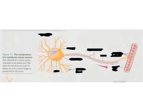 Neuron Quiz