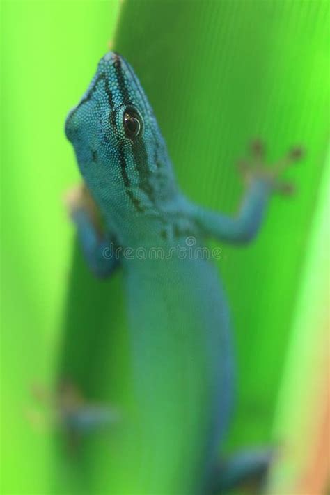 Gecko Azul Eléctrico Imagen De Archivo Imagen De Turquesa 44787939