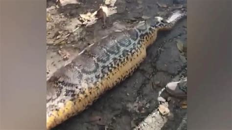 Klötze Mann Bei Sex Mit Pferd Gefilmt Polizei Jagt Tierquäler