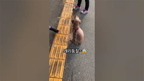 처음뵙는 할머니들 탐색중인 엄애기 Youtube