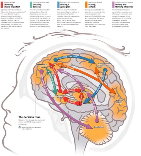 Adhd Brain Structure