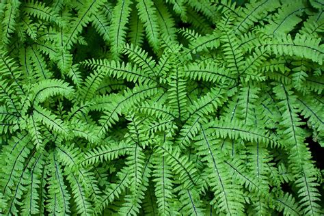 Fern Spore Rhizome Frond Britannica