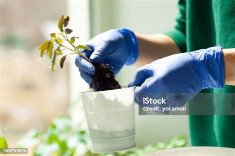 여자는 정원에 심기 전에 냄비에서 자란 토마토 묘목을 보유 새싹에 대한 스톡 사진 및 기타 이미지 새싹 토마토 채소 꽃