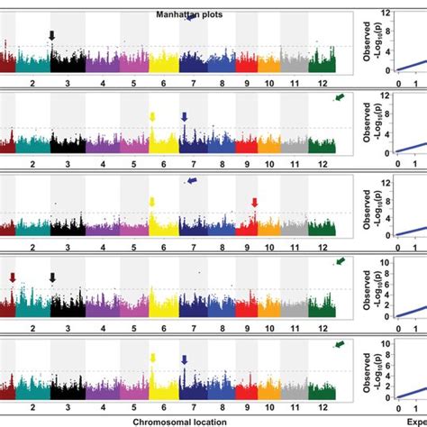 manhattan plots and quantile quantile plots of genome‐wide association