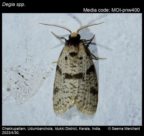 Degia Spp Walker Moths
