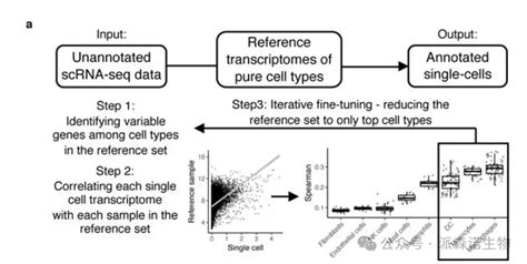 “万字长文”解析单细胞转录组分析全流程解析（四）：用好单细胞注释小工具，助力解锁细胞身份的终极密码 知乎
