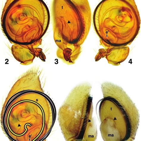 Junxia Zhang Associate Professor Phd Hebei University Baoding