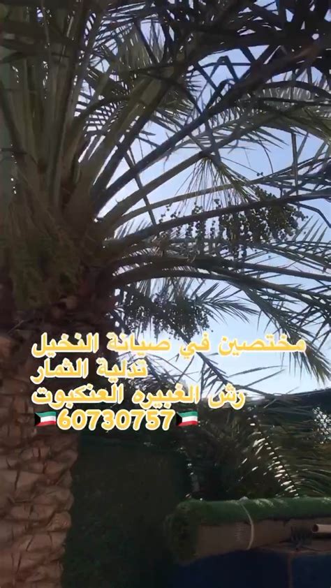 اهوازي للنخيل دولة الكويت🇰🇼60730757🇰🇼 تلقيح النخيل تنظيف وتكريب شيل