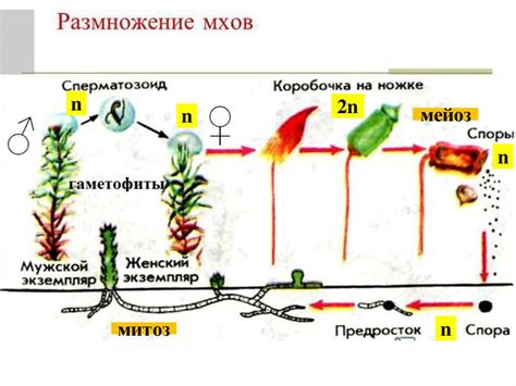 Жизненные циклы растений Online Presentation
