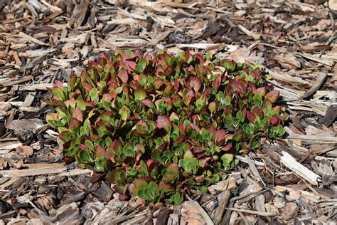 Bicolor Sulfur Flowered Buckwheat