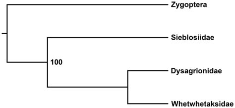 Tree Resulting From Parsimony Based Analyses For Analysis 2 Download Scientific Diagram