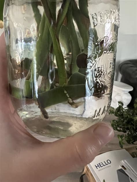 Propagation Question R Houseplants