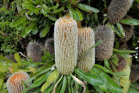 Banksia Serrata Online Plants Melbourne