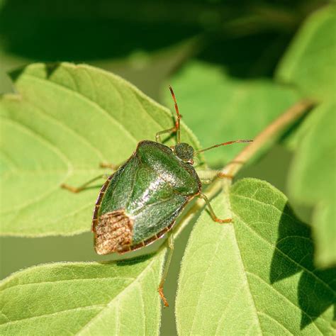 Green Bug On A Green Leaf Stock Image Image Of Leaf 182441263