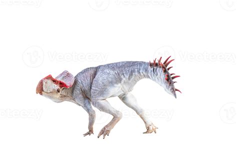 Protoceratops Dinosaur On Isolated Background 17217985 PNG