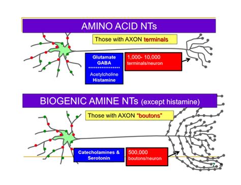 Biogenic Amines And Peptides Flashcards Quizlet