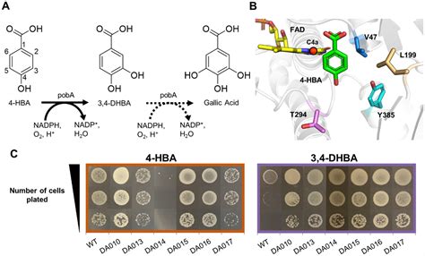 A Growth Based High Throughput Selection Platform Enables Remodeling Of 4 Hydroxybenzoate