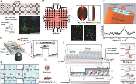A A Microdevice For Rolling Circle Enhanced Enzyme Activity Detection Download Scientific