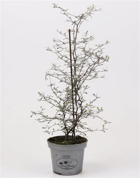 Corokia Cotoneaster — Plant Wholesale Floraccess