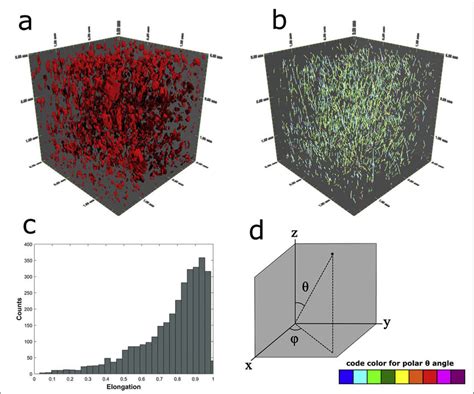 Results Of The Three Dimensional Analysis A Isosurface Rendering Of Download Scientific