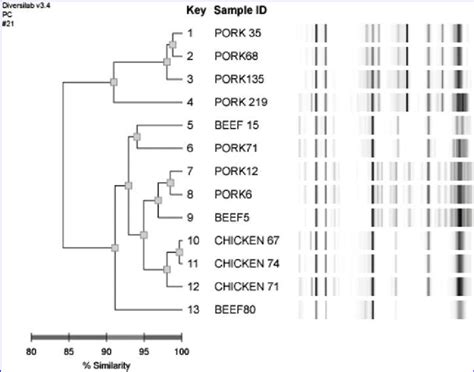 Comparison Of Methicillin Resistant Staphylococcus Aureus Strains Download Scientific Diagram