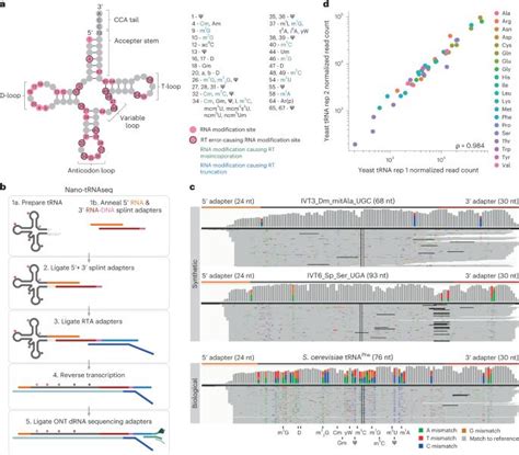 Matthew Brock On Linkedin Quantitative Analysis Of Trna Abundance And Modifications By Nanopore