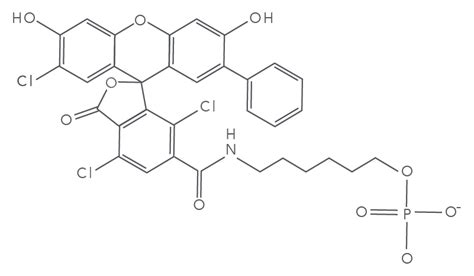 Sun™ Fluorophore Idt