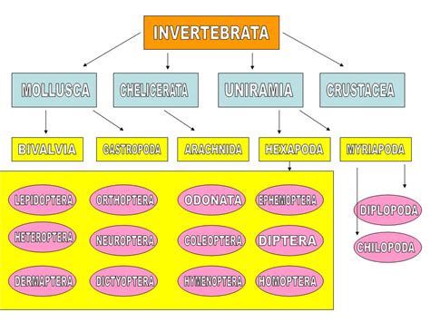Invertebrates Classification Chart