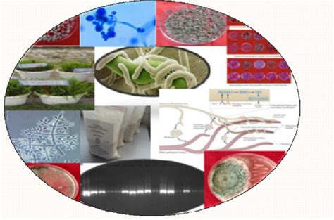 Success Stories Of Biological Control AgriBot News Articles And Events About Indian