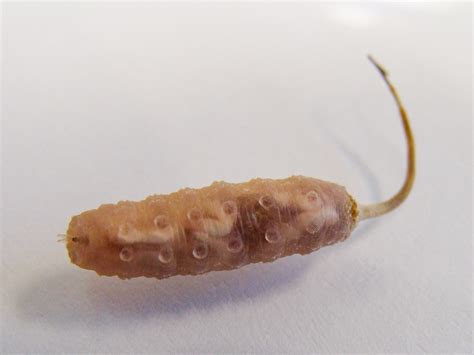 Rat Tailed Maggot Eristalis Tenax Underside Submitted Flickr