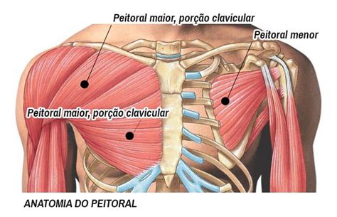 Músculos Peitoral Inferior Caderno Da Educação Física