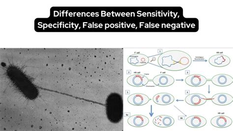 Bacterial Conjugation Definition Steps Importance Examples