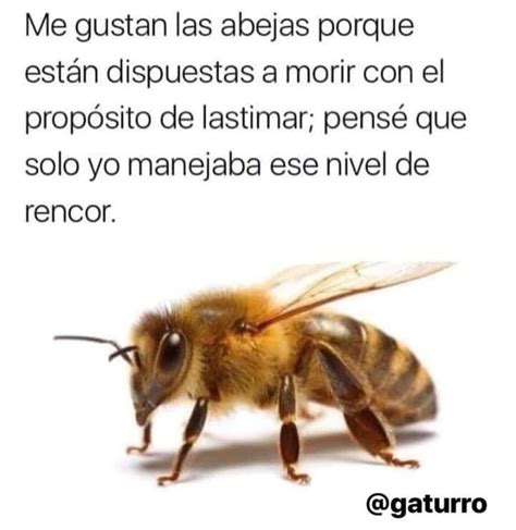 Me Gustan Las Abejas 😈😂😂 Frases Del Capo Abejas Dibujo Memes Geniales