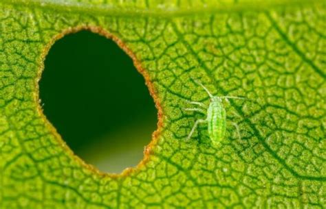 Do Aphids Bite And Are They Harmful To Humans