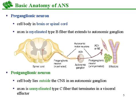 I Overview Ii Anatomy Iii Physiology Autonomic Nervous