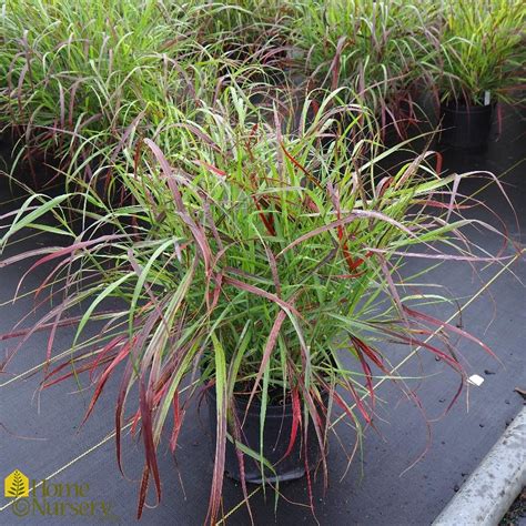 Panicum Virgatum Ruby Ribbons™ Switchgrass From Home Nursery Panicum Virgatum Ruby Ribbons™ Switchgrass From Home Nursery