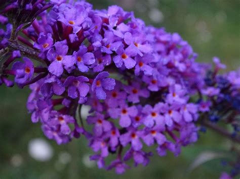 Buddleia Vlinder Lila Gratis Foto Op Pixabay Pixabay
