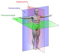 Move To Improve Trunk And Hip Biomechanics Influence Anterior Cruciate Loading Mechanisms In