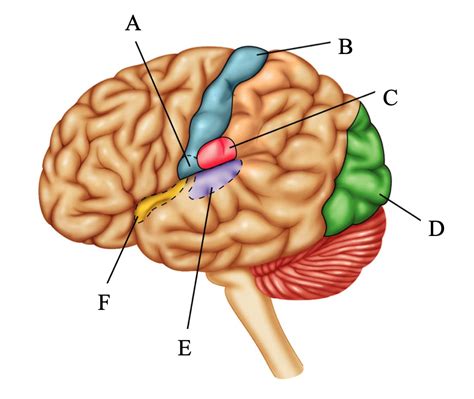 Cortical Sensory Areas Diagram Quizlet