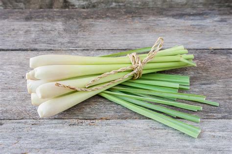 Lemongrass 101 How To Grow Harvest And Use Lemongrass