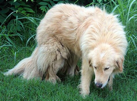 Golden Pyrenees Great Pyrenees Golden Retriever Mix Info Puppies