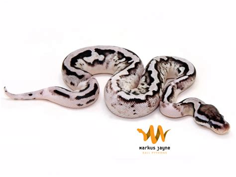 Lightning Pied Ball Python
