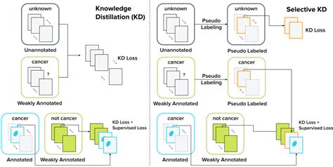 논문 리뷰 Selectivekd A Semi Supervised Framework For Cancer Detection