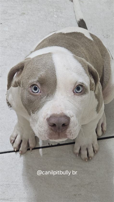 Filhotes De Pit Bull Monster E American Bully Canil Pitbully