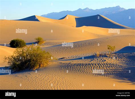 Mesquite Flat Sand Dunes Death Valley National Park California Usa