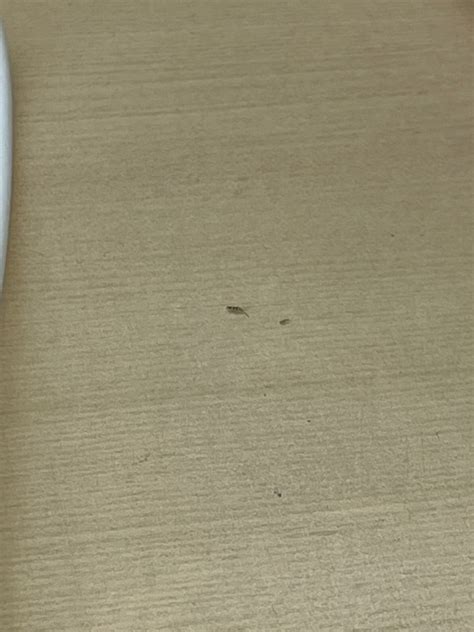 이 작은 벌레 이름이 무엇인가요 지식in